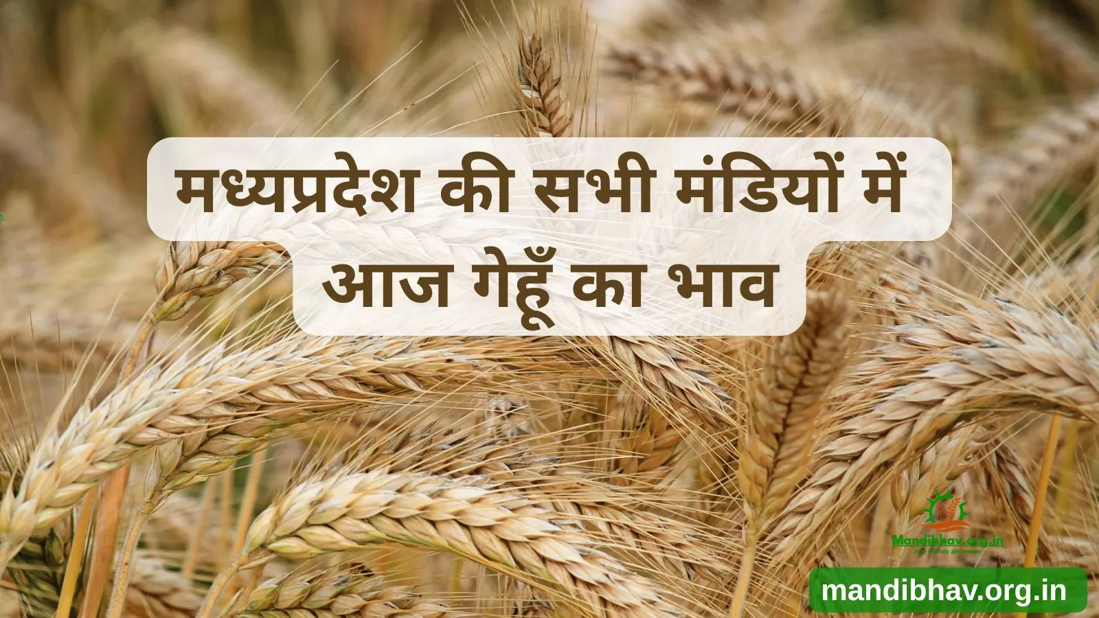 Gehu Ka Bhav मध्यप्रदेश की सभी मंडियों में आज गेहूँ का भाव