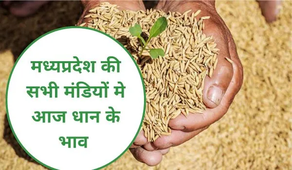 आज सभी मंडियों में धान का भाव Dhan ka bhav today
